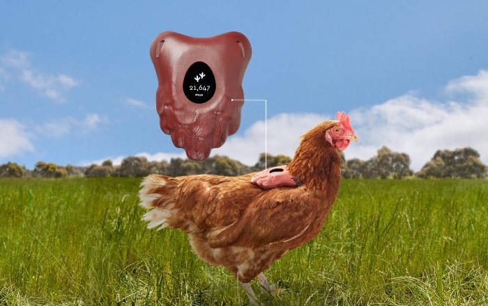 Fitness tracker for Chickens? Meet Fitchix - Reel 360 News