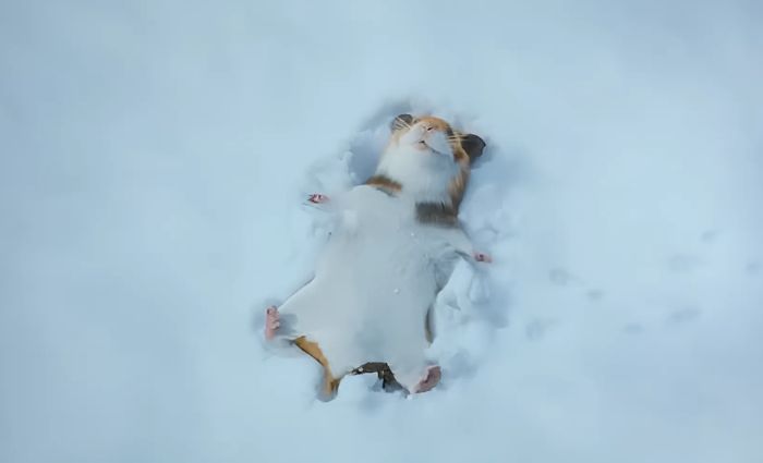 Harry the Hamster reimagines Wham's Last Christmas for Albert Heijn ...